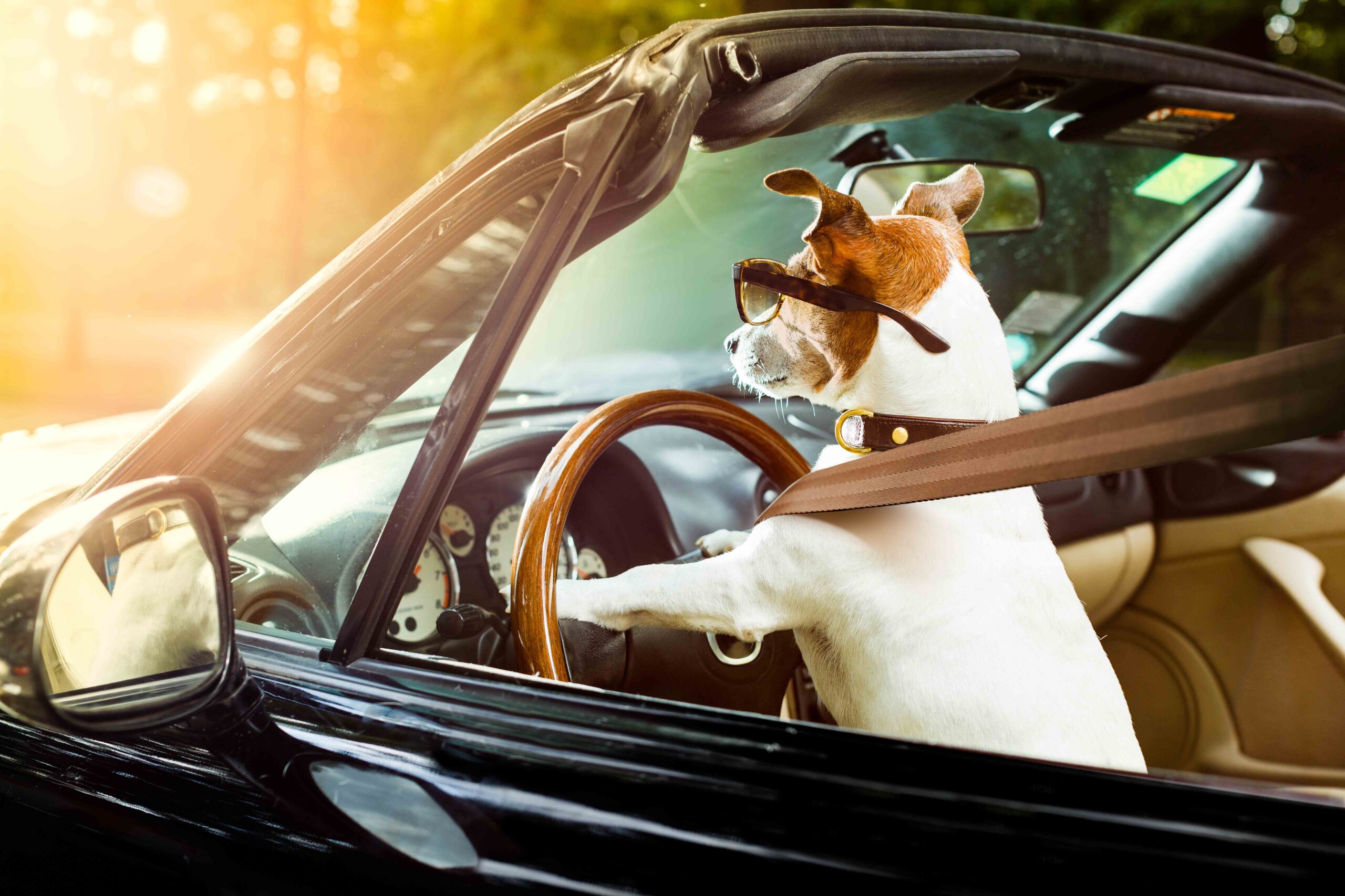 Is Leaving A Dog In A Car Illegal Is Leaving A Dog In A Car Illegal